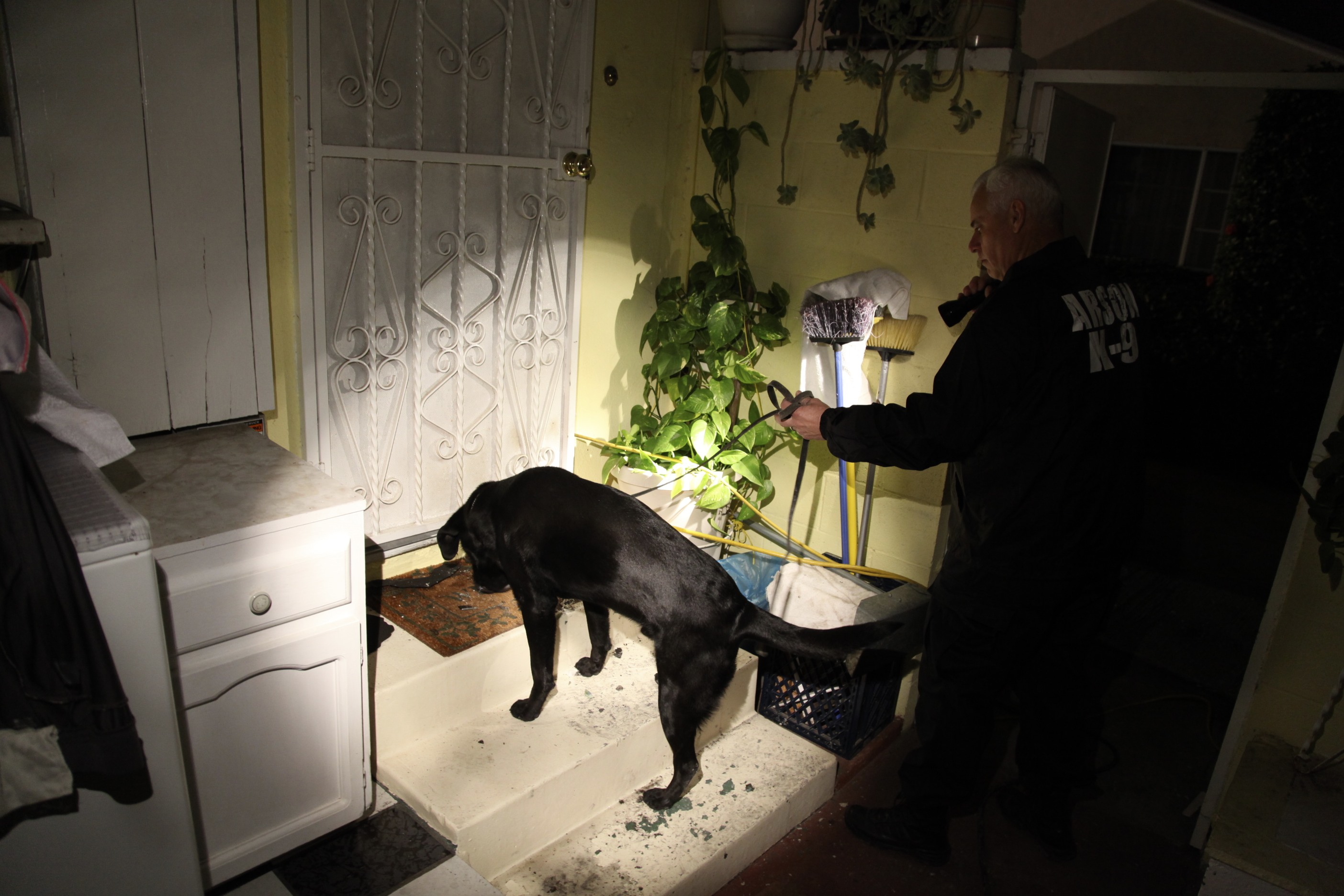 LAFD Mourns the Passing of Accelerant Detection Canine, Major | Los ...